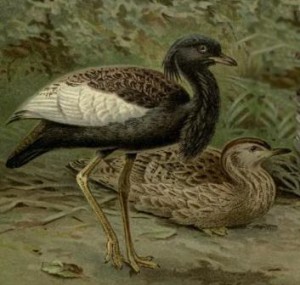 Bengal Florican, Lesser Florican among fifteen endangered bird species ...
