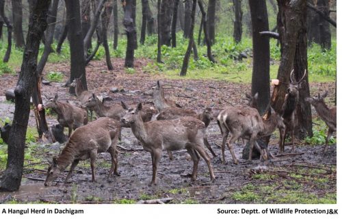 Home Of The Last Hanguls On Earth- Dachigam National Park - Green Clean ...