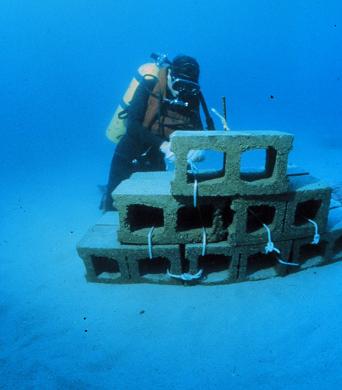 What Are Artificial Reefs? - Green Clean Guide
